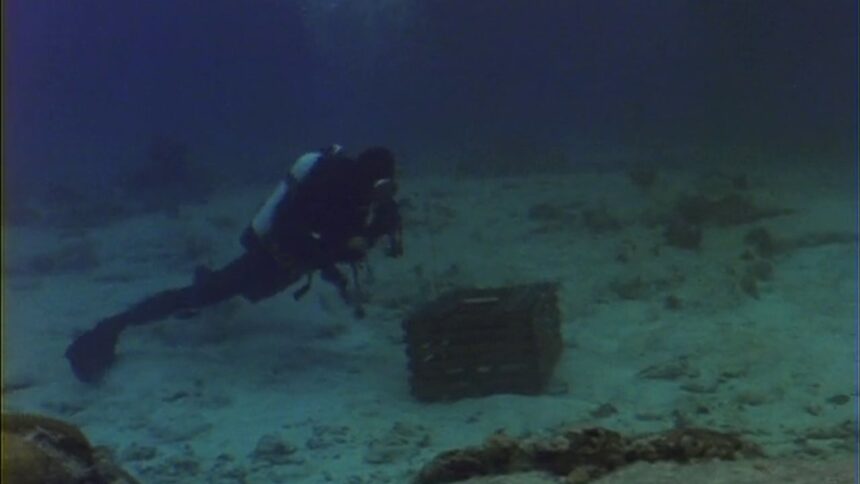 Barracuda (1978) Posters